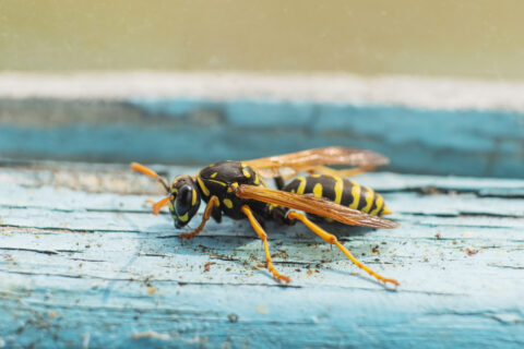 Hornets in Virginia: How to Identify the Two Most Common Species ...